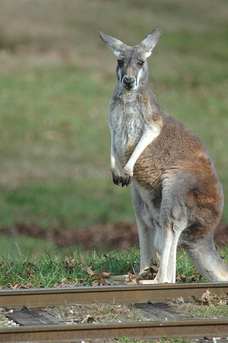 Kangaroo Tracks Stock Photos - Free & Royalty-Free Stock Photos from ...