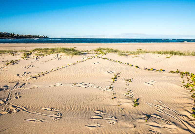 Kangaroo Tracks on Red Sand, Northern Territory, Australia Stock Image ...