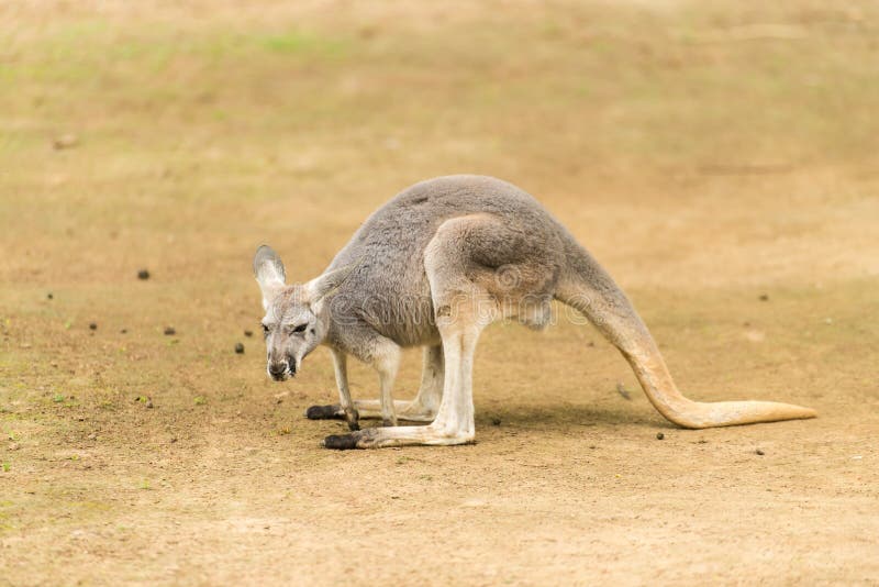 Kangaroo stock photo. Image of pouch, close, joey, pretty - 30791452