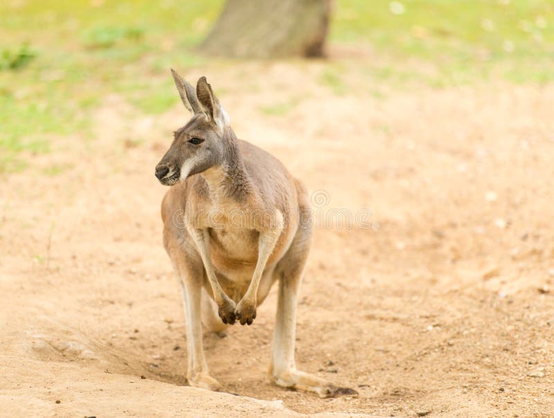Kangaroo stock photo. Image of eastern, pretty, animal - 30791510