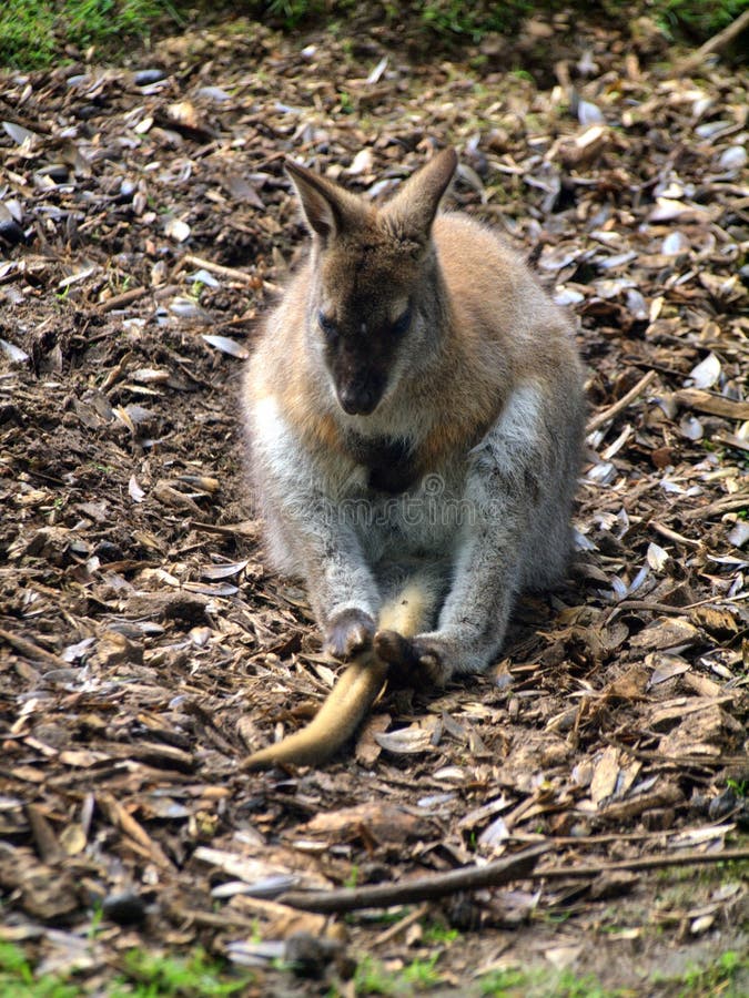 Kangaroo in the UK zoo stock photo. Image of legs, downunder - 45150938