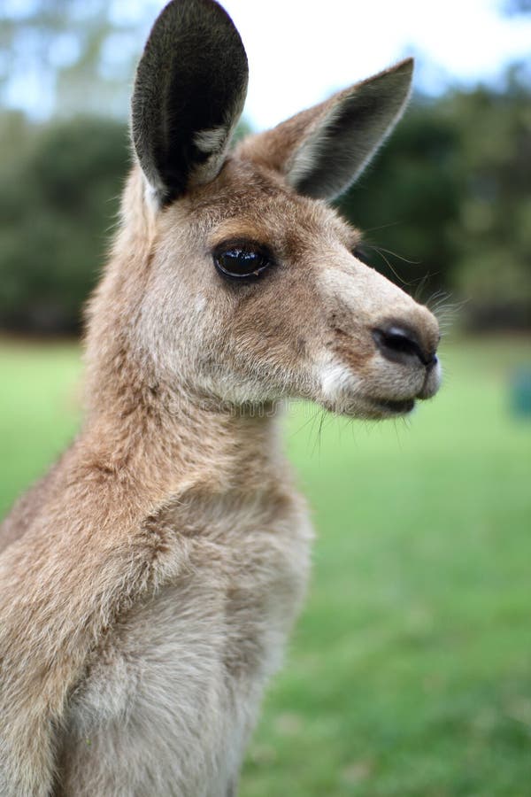 Kangaroo Under A Afternoon Sky Stock Photo - Image of wild, marsupial ...