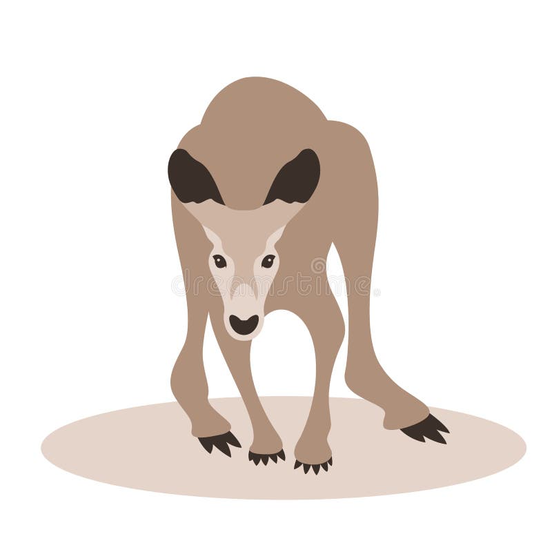 Kangaroo Vector Illustration Flat Style Stock Vector - Illustration of ...
