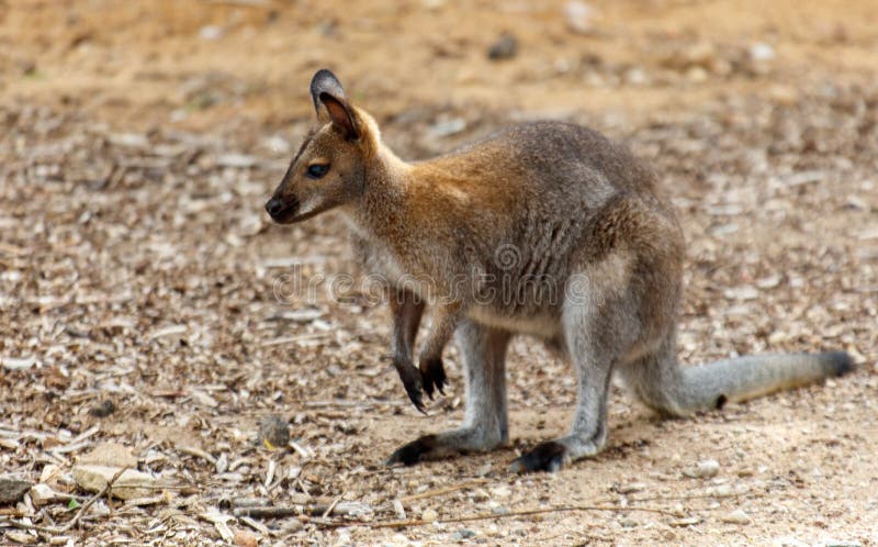 A Kangaroo is Walking on the Ground Stock Image - Image of mammal, cute ...