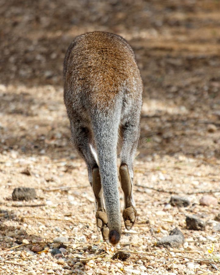 A Kangaroo is Walking on a Rocky Ground Stock Photo - Image of kangaroo ...