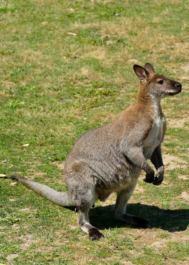 Kangaroo Wallaby Seen in Profile Stock Image - Image of furry, gaze ...