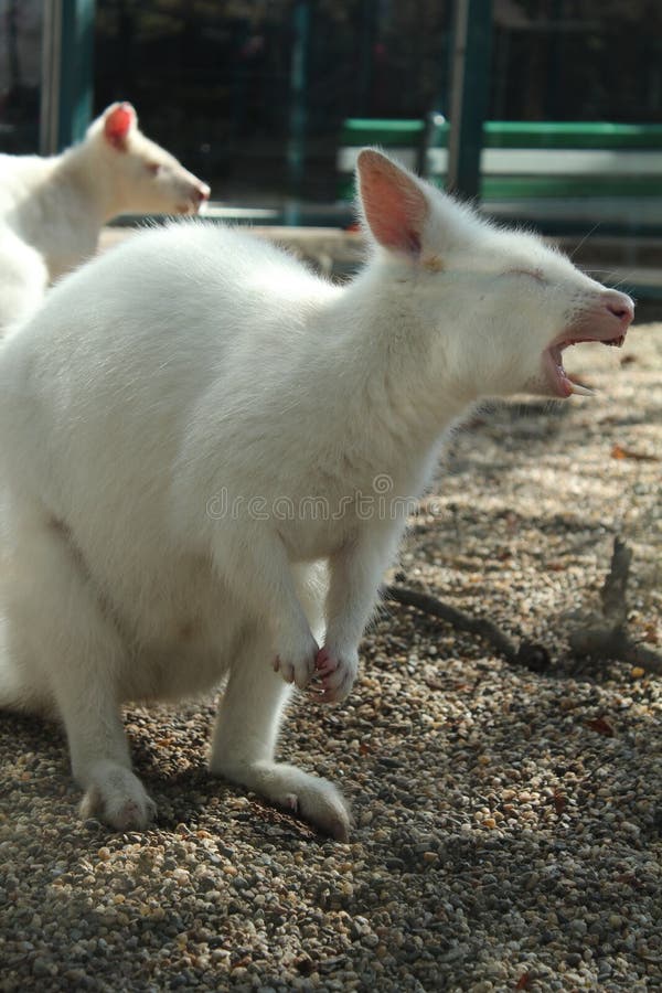 Kangaroo yawning stock image. Image of view, park, castle - 56237363