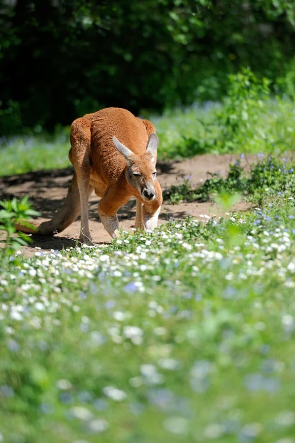 Kangaroo in a Natural Habitat Stock Photo - Image of australia ...