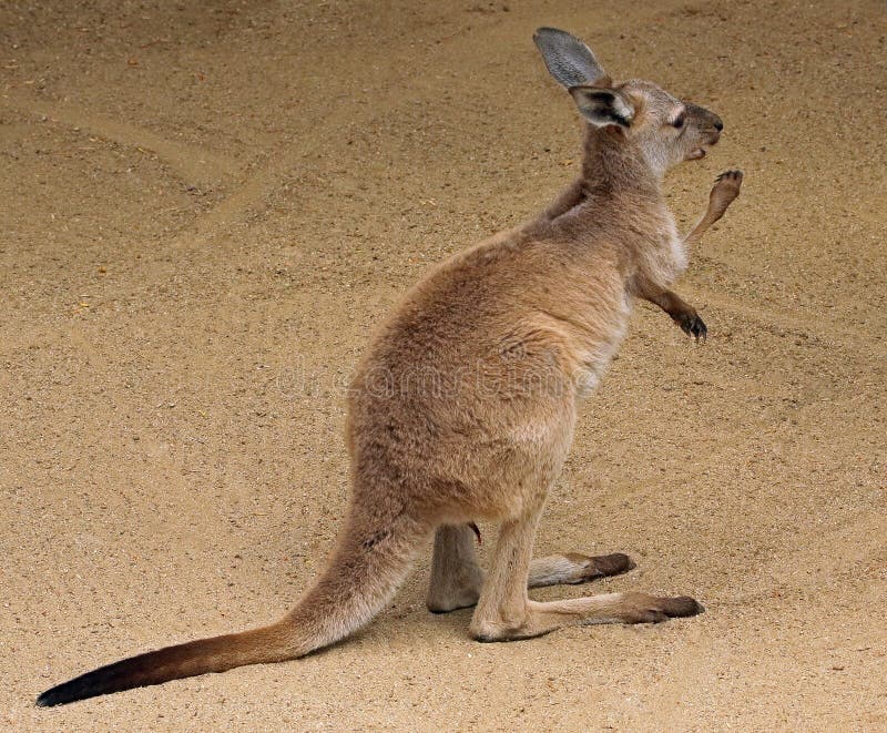 403 Kangaroo Feet Stock Photos - Free & Royalty-Free Stock Photos from ...