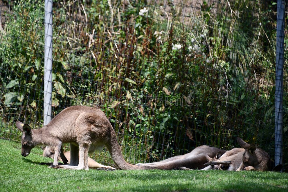 Kangaroo stock image. Image of kick, kangaroo, gazing - 306363921