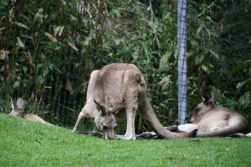 Kangaroo stock image. Image of landscape, brown, tail - 306363933