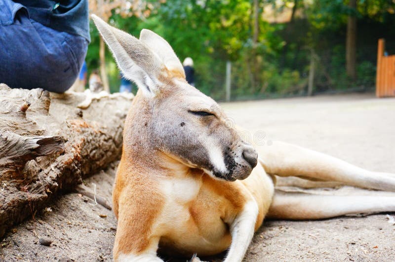 Kangaroo in zoo, Canada stock photo. Image of laying - 89566074