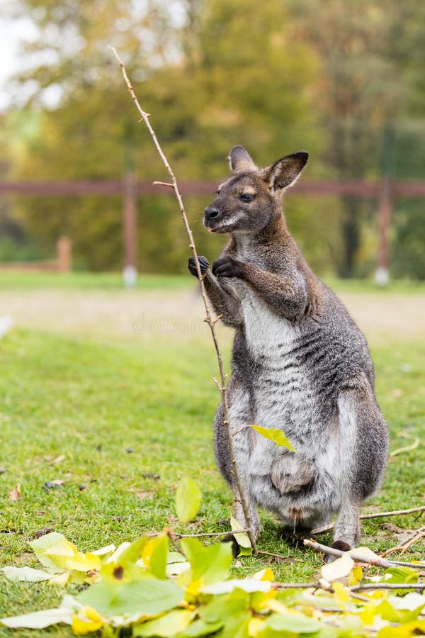 Kangaroo stock photo. Image of animal, baby, green, marsupial - 63614094