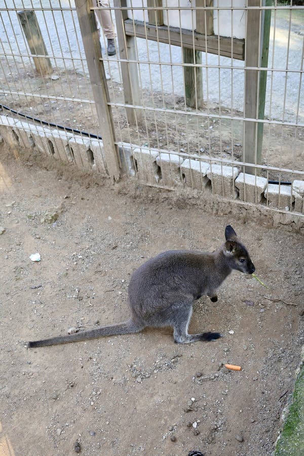 Kangaroo at the zoo stock image. Image of ears, furious - 359132485