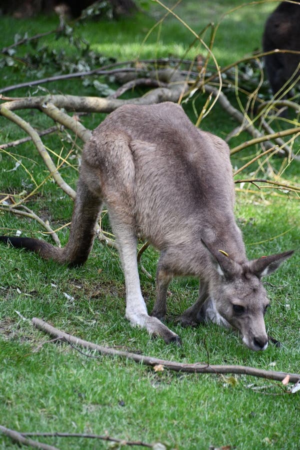 Kangaroo stock image. Image of tale, cute, grey, nature - 306363971