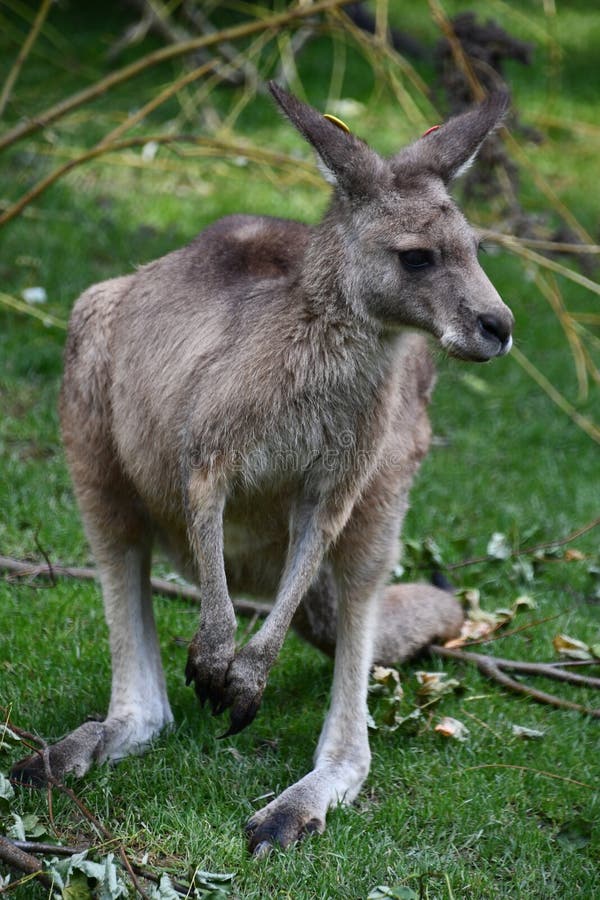 Kangaroo stock image. Image of animal, nature, gazing - 306363995