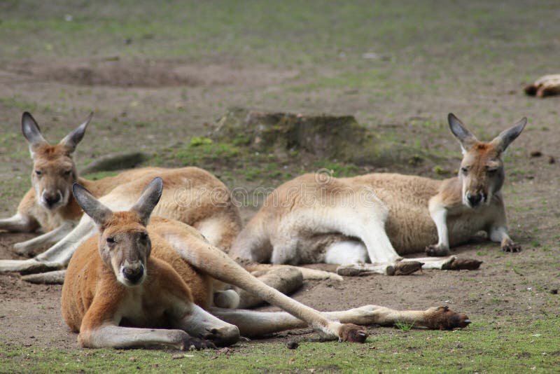 Playing kangaroo stock photo. Image of morning, road - 52737480