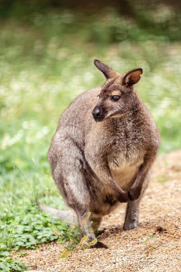 Kangaroo at the Zoo stock image. Image of mammal, black - 254437921