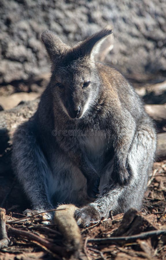 Kangaroo in the Zoo in Spring. Stock Image - Image of head, mammal ...