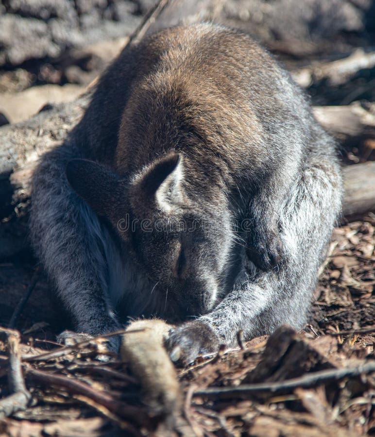 Kangaroo in the Zoo in Spring. Stock Image - Image of joey, young ...