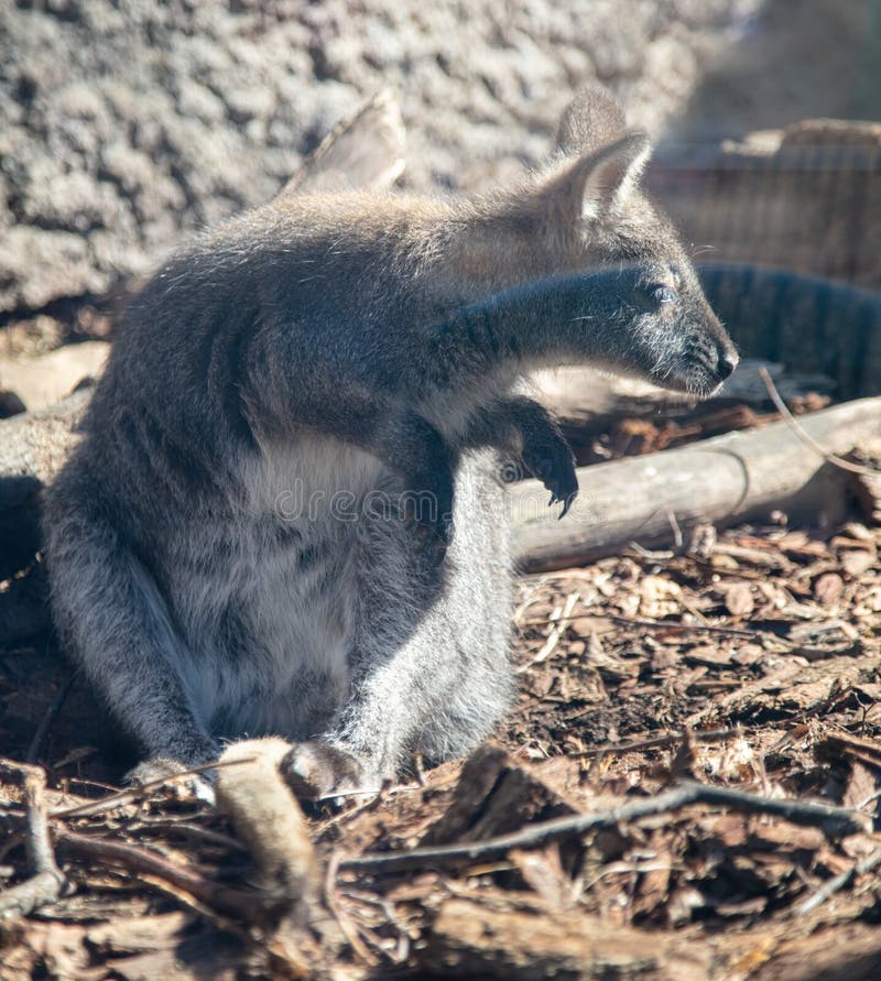 Kangaroo in the Zoo in Spring. Stock Image - Image of pouch, brown ...