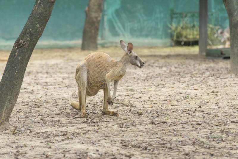 Kangaroo in a zoo stock photo. Image of australian, macropus - 138328006