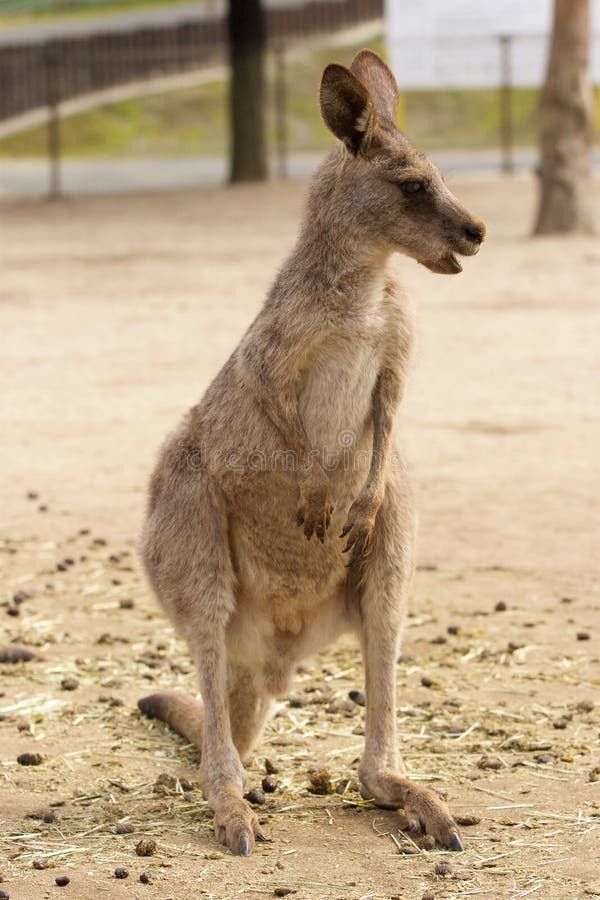 Kangaroo in the zoo stock photo. Image of animal, waiting - 64661010