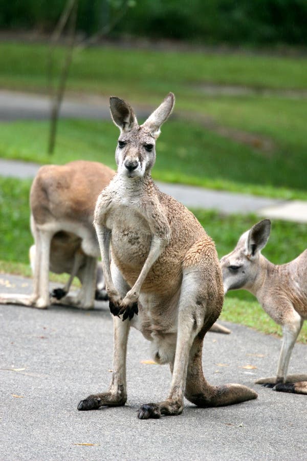 Kangaroos stock image. Image of friend, ears, wildlife - 326005