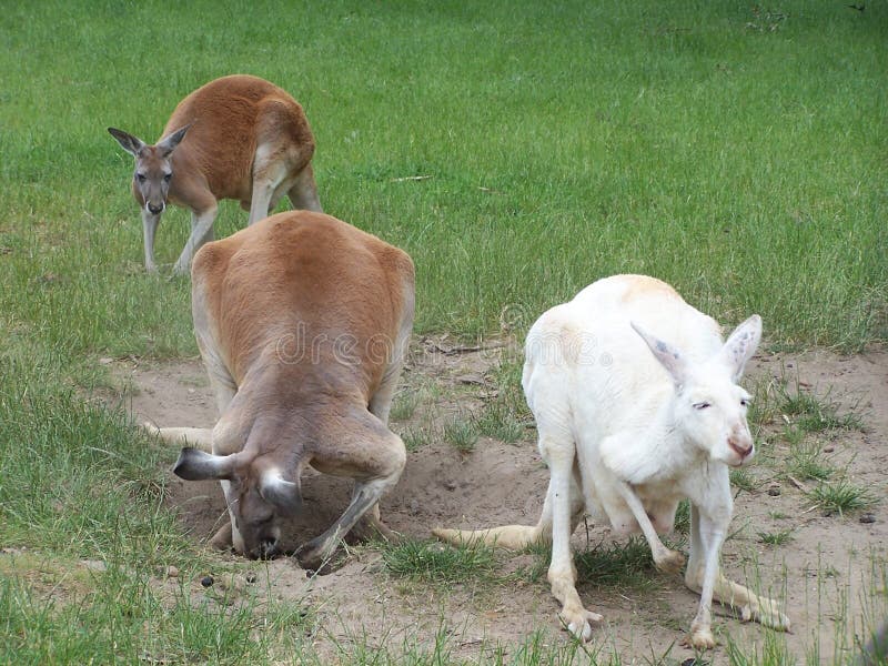 Kangaroos stock image. Image of kangaroo, australia, marsupials - 615337
