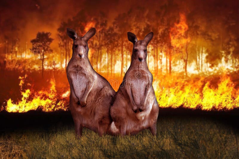 Kangaroos from Australia during the Forest Fire 2020 Stock Image ...