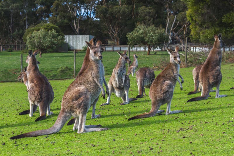 Kangaroos in the Australian Outback Stock Image - Image of paws, brown ...
