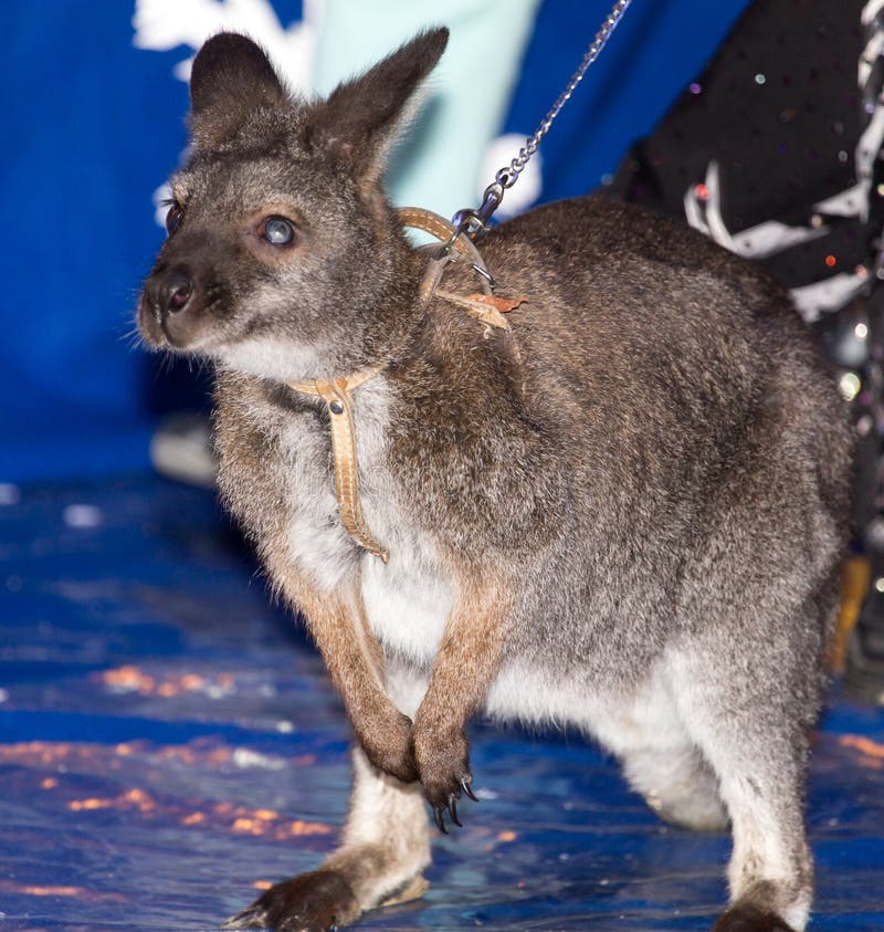 Kangaroos in the circus stock photo. Image of gray, nose - 105156260
