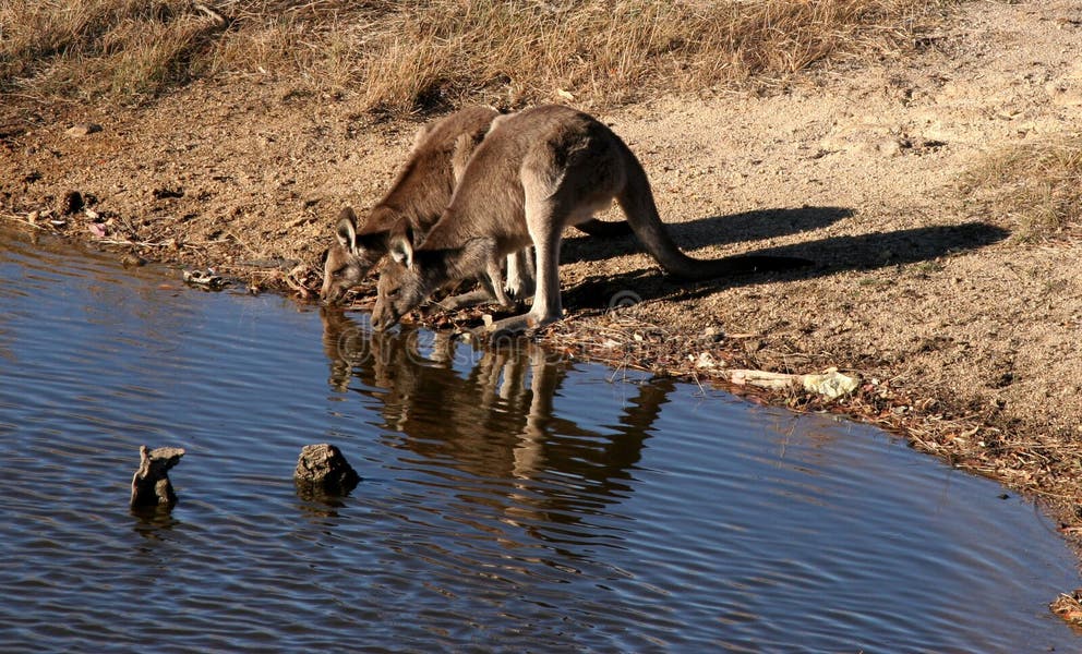Kangaroos drinking stock image. Image of tail, bound, bounding - 964507