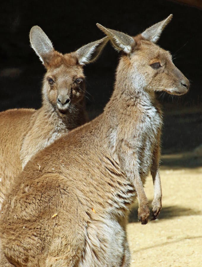 Kangaroos stock photo. Image of jumper, looking, animal - 51304936