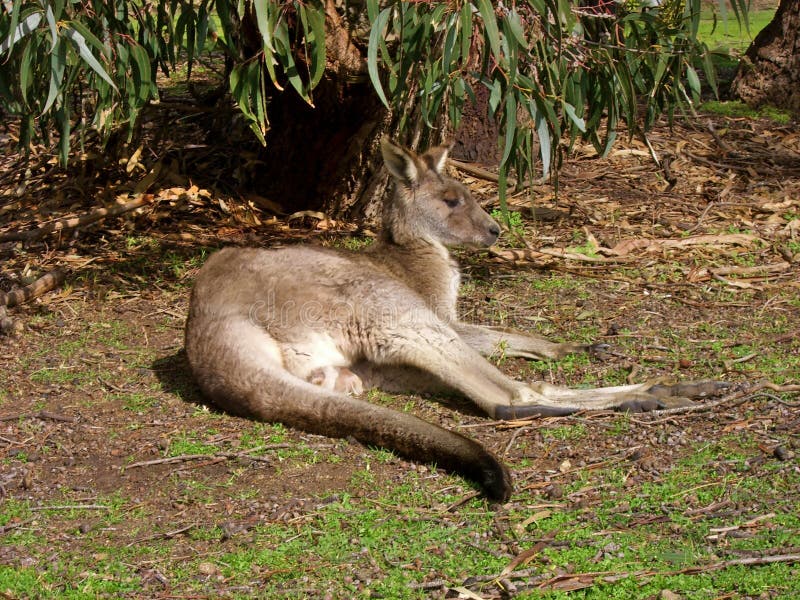 Sleepy kangaroo stock photo. Image of summer, animals - 145305070