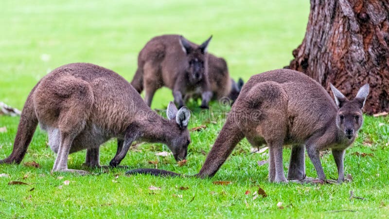 Kangaroos Foraging in the Grass on a Rainy Day in Pemberton WA Stock ...