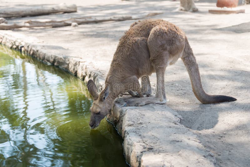 Kangaroos at Gan Garoo stock photo. Image of israel, water - 60441148