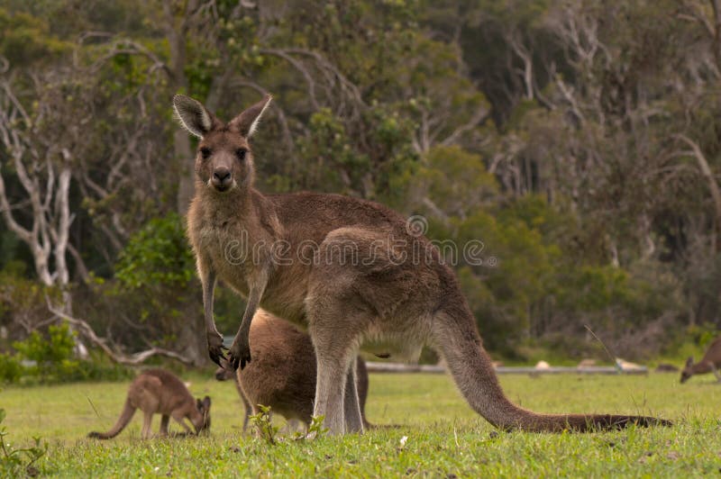 Kangaroos Grazing stock photo. Image of wildlife, grey - 28377324