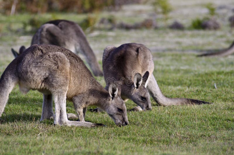 Kangaroos Grazing, Narawntapu National Park Stock Image - Image of ...