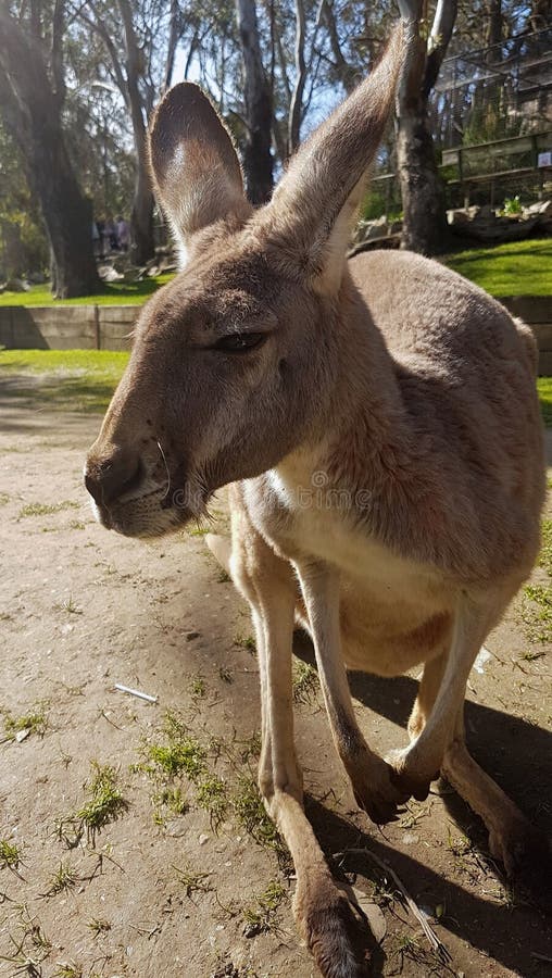 Kangaroos at Kangaroo Island Park Stock Image - Image of kangaroo ...