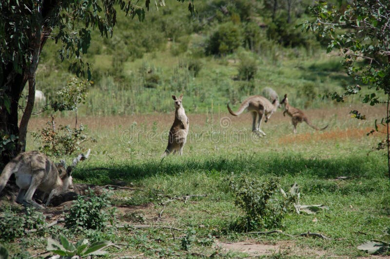 Kangaroos on the move stock photo. Image of move, nature - 8754908