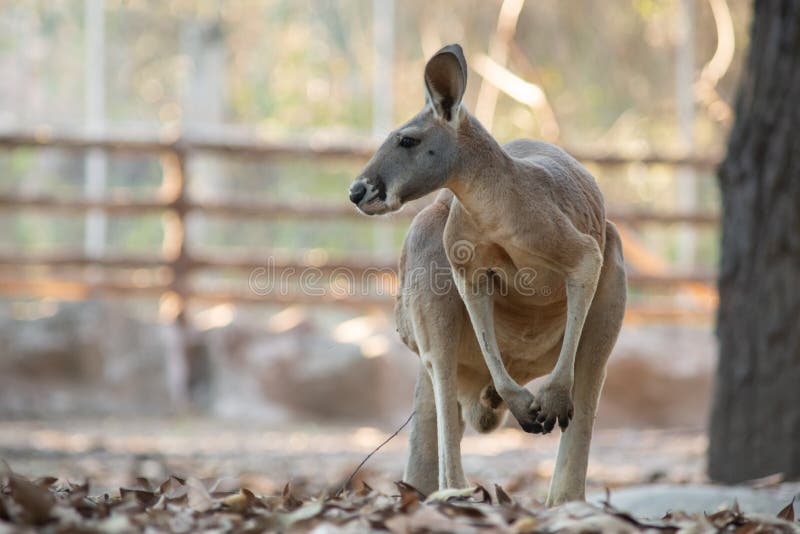 Kangaroo stock image. Image of outdoor, outback, face - 160569183