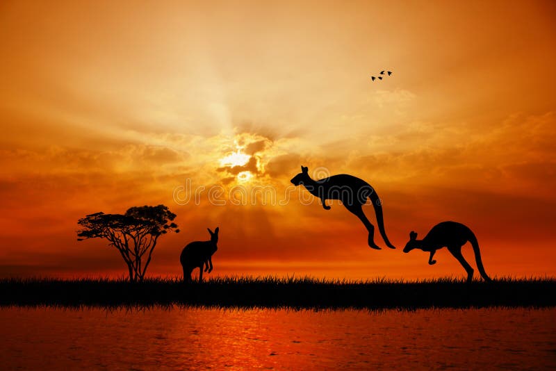 Kangaroo Sunset Wallpaper Hd