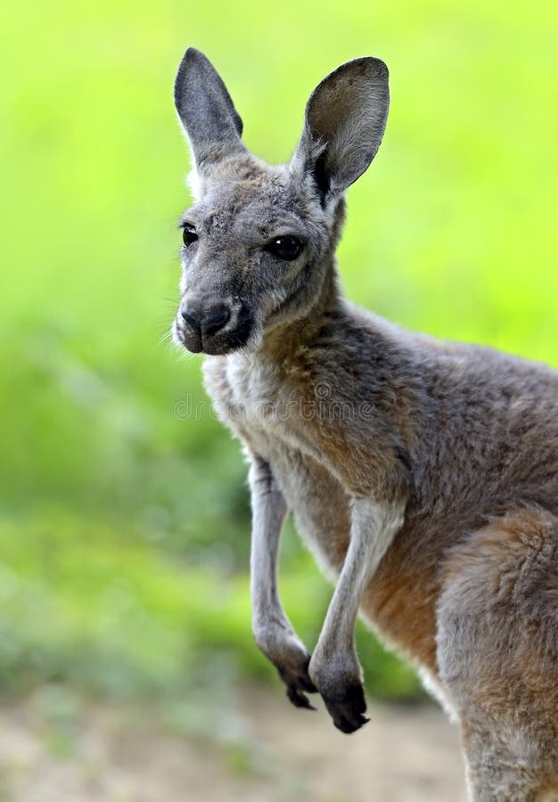 Kangaroos stock image. Image of kangaroo, nature, animals - 43216759