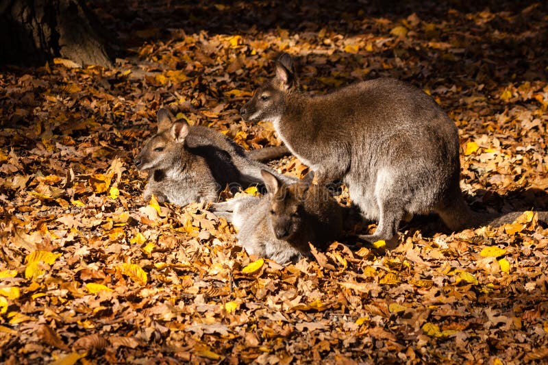 Kangaroos stock photo. Image of laying, grass, australian - 46961570