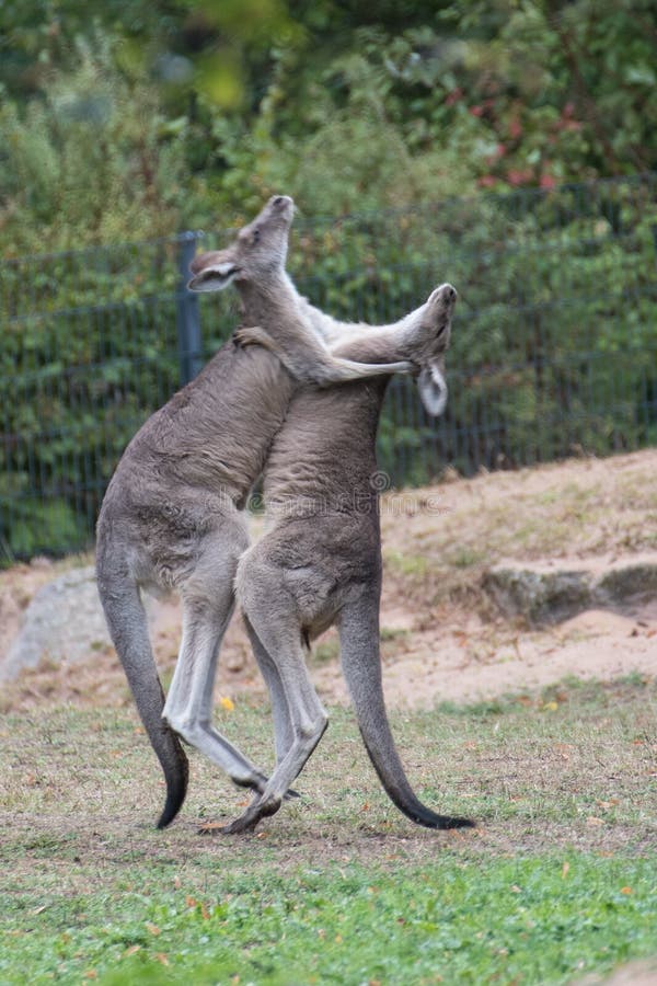 Kangaroos in a zoo stock photo. Image of aussie, joey - 141754602