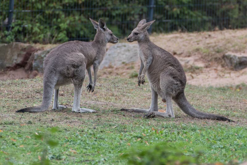 Kangaroos in a zoo stock photo. Image of kangaroos, animal - 141754786