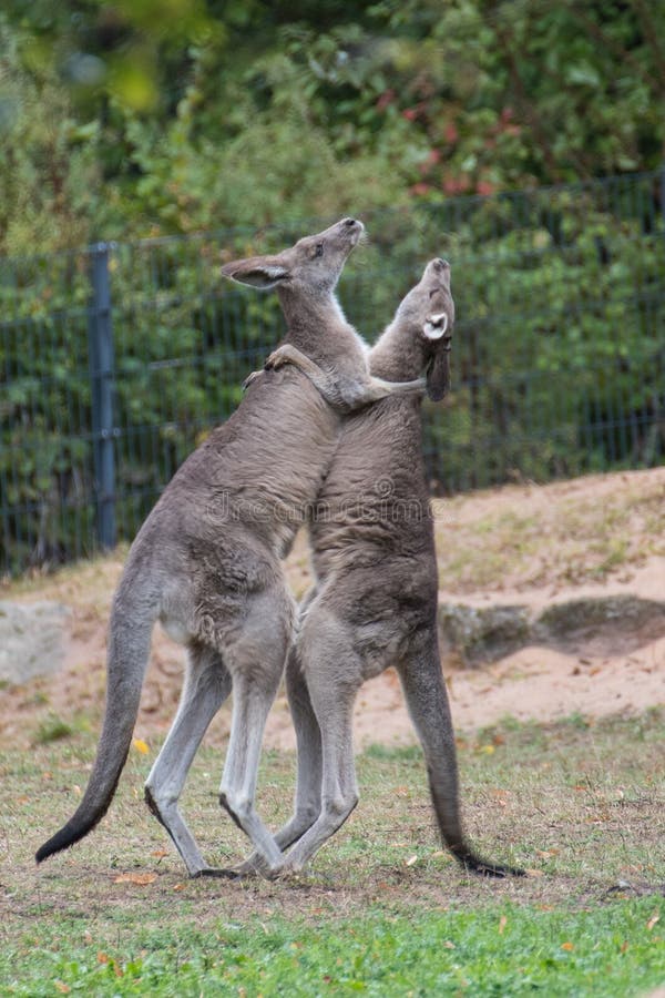 Kangaroos in a zoo stock image. Image of joey, eastern - 141754963