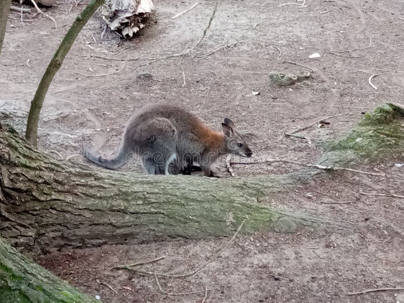 Kangaru Minutieux Timide De Consommation Photo stock - Image du animal ...