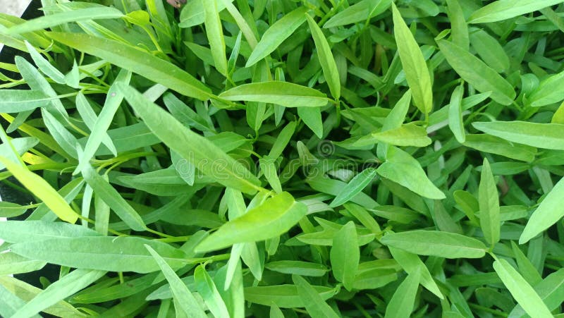 Kangku Stock Photos - Free & Royalty-Free Stock Photos from Dreamstime